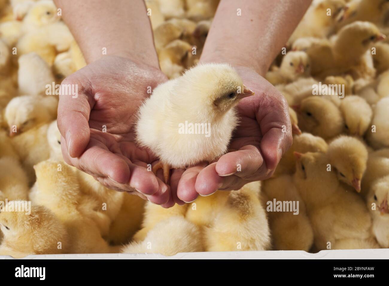 Hand holding baby chick hi-res stock photography and images - Alamy