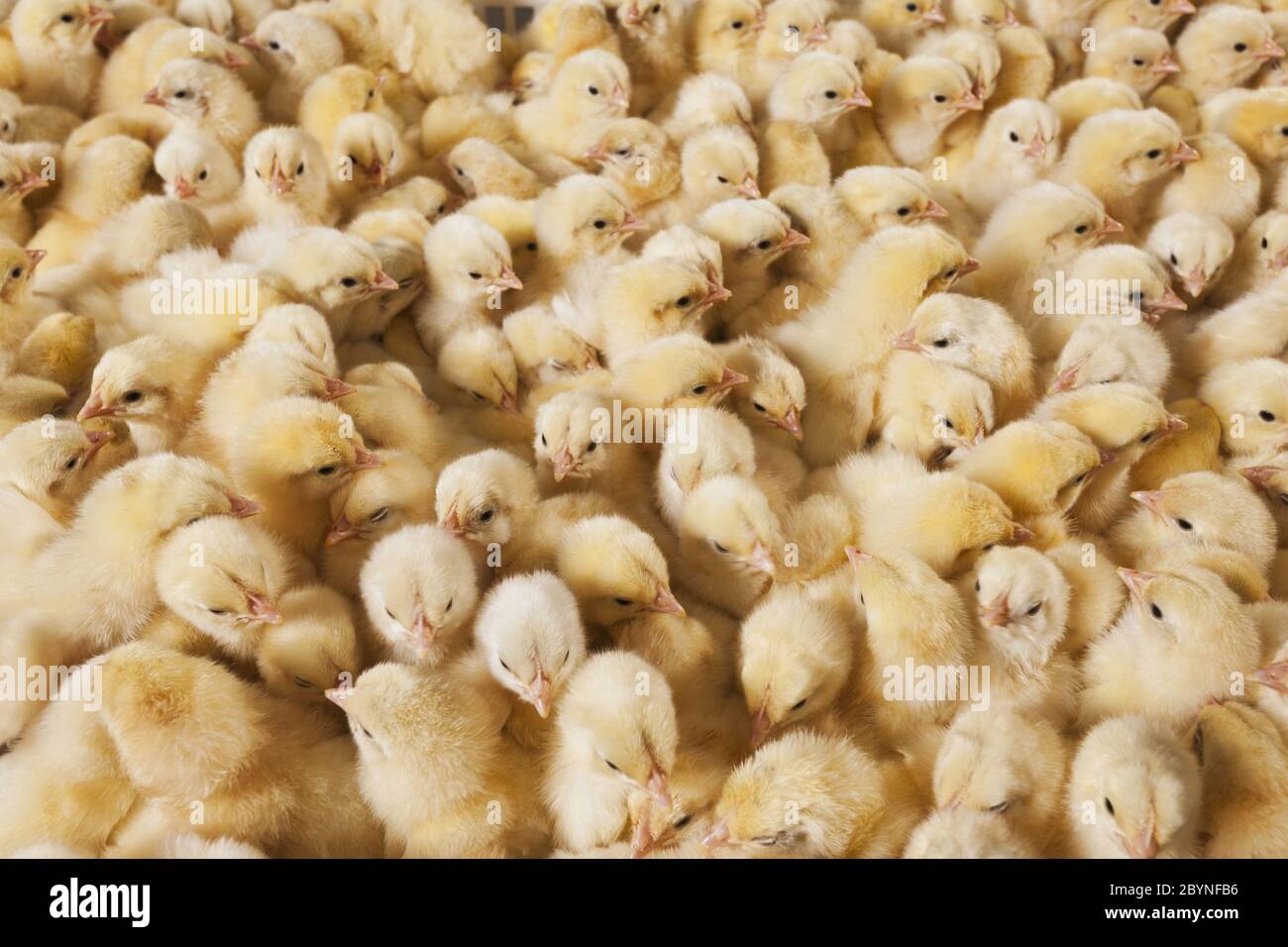 Large group of baby chicks on chicken farm Stock Photo - Alamy