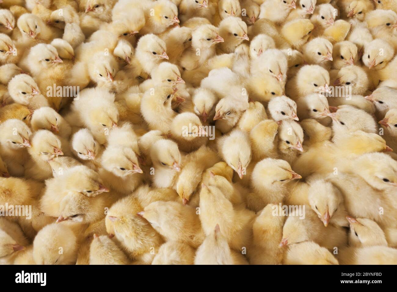 Large group of baby chicks on chicken farm Stock Photo - Alamy