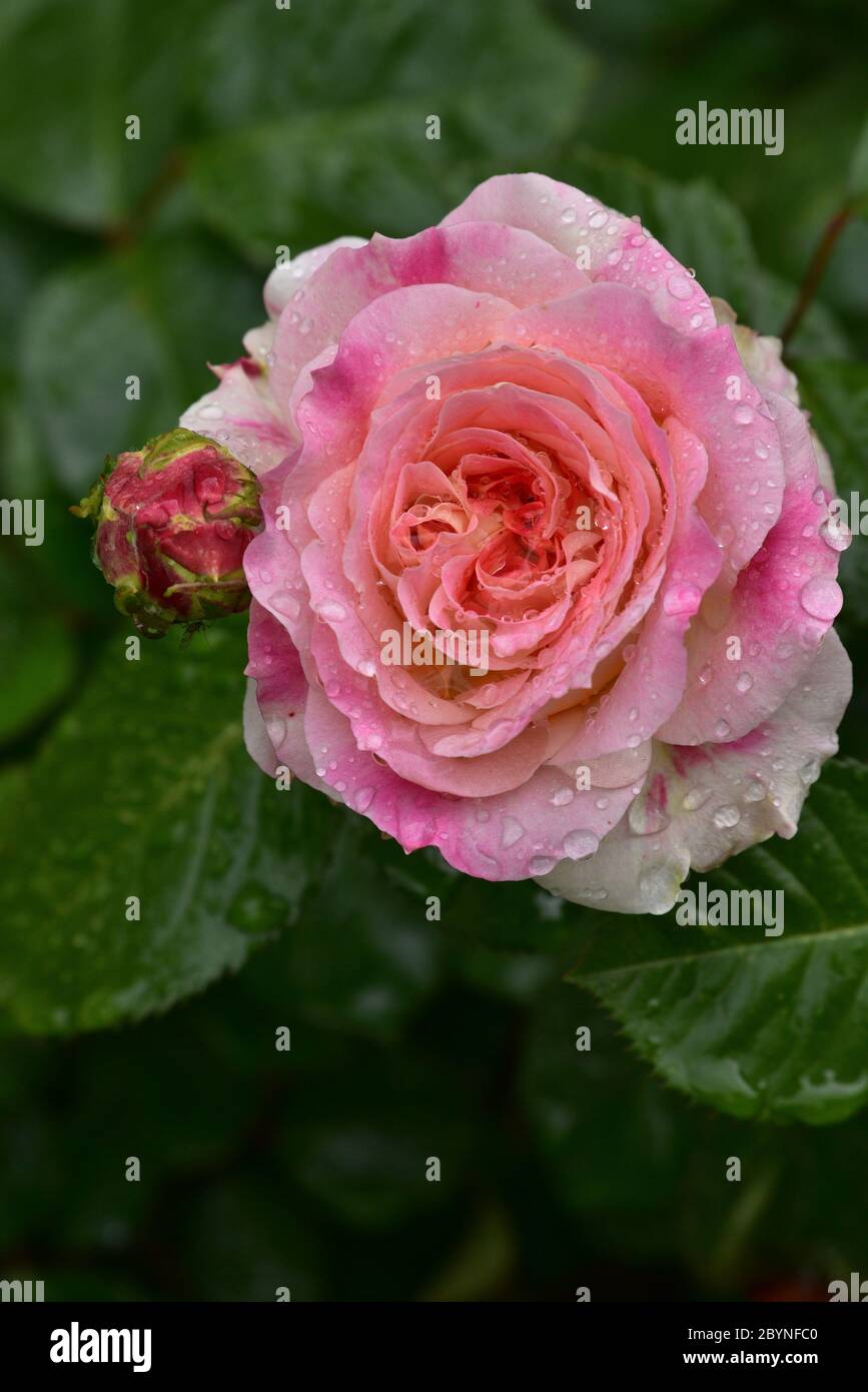 Lovely and romantic blooms of the Hybrid Tea rose cultivar 'Double ...