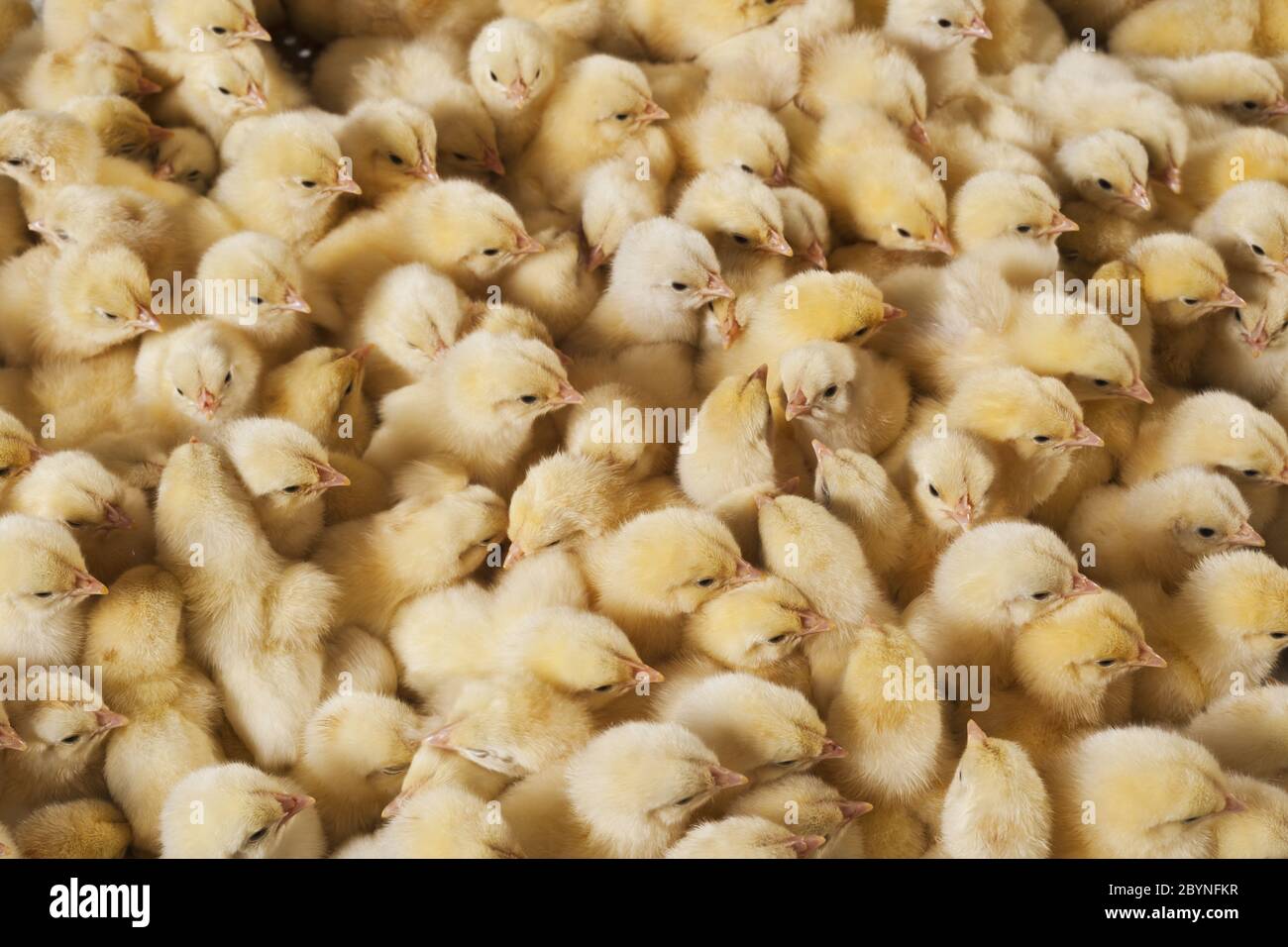 Chicks farm intensive hi-res stock photography and images - Alamy