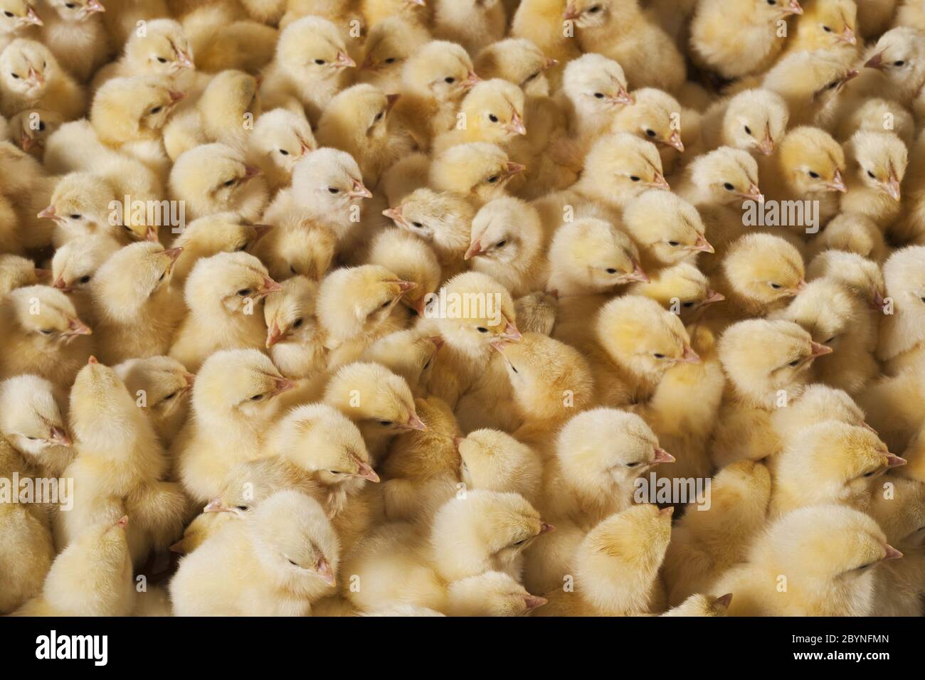 Large group of baby chicks on chicken farm Stock Photo - Alamy