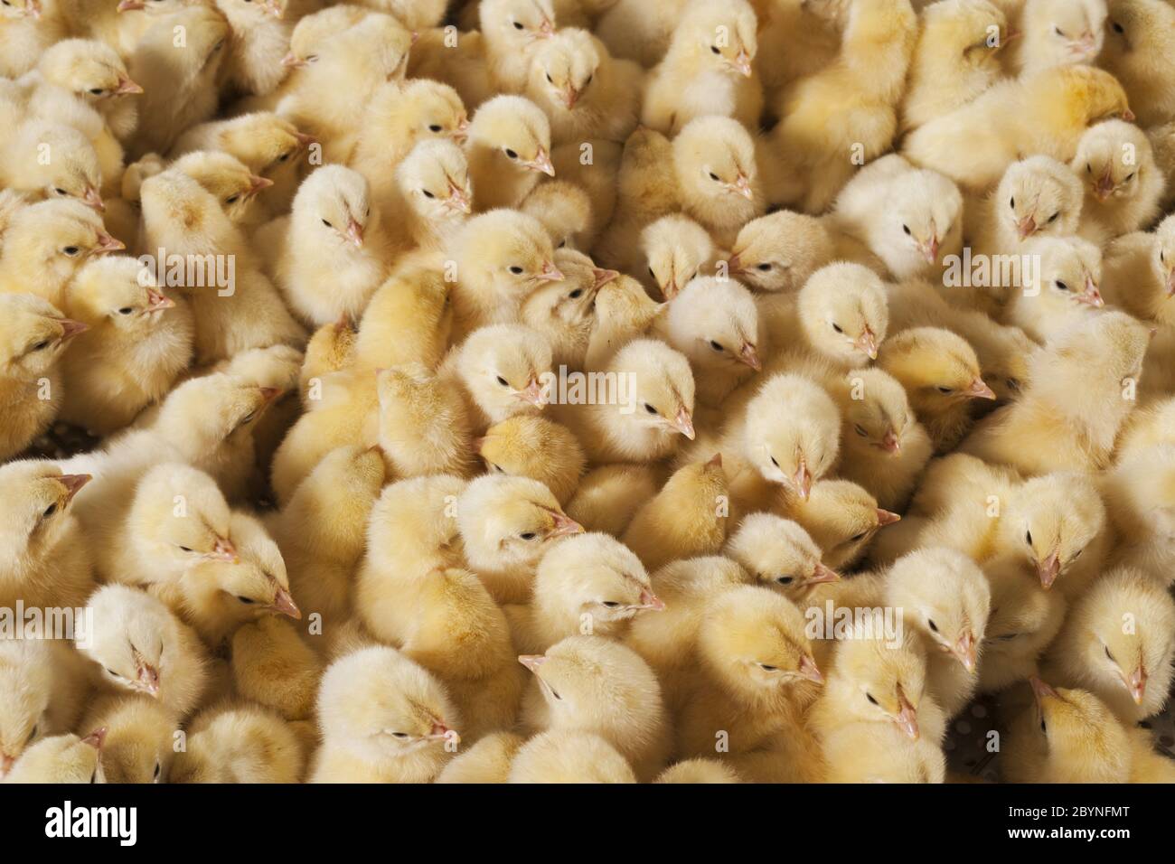 Large group of baby chicks on chicken farm Stock Photo - Alamy