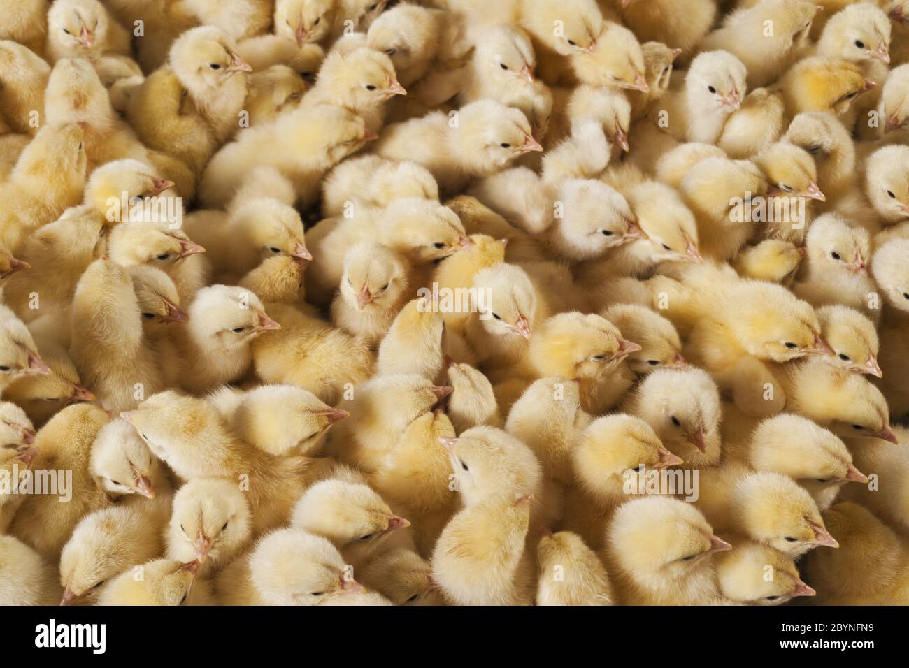 Large group of baby chicks on chicken farm Stock Photo - Alamy