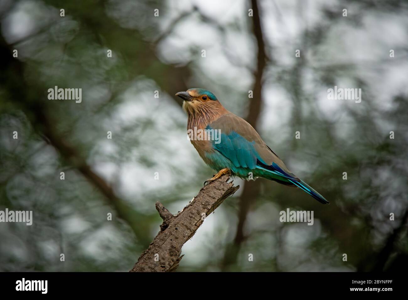 Indian Roller bird on perch, Rajasthan, India Stock Photo - Alamy