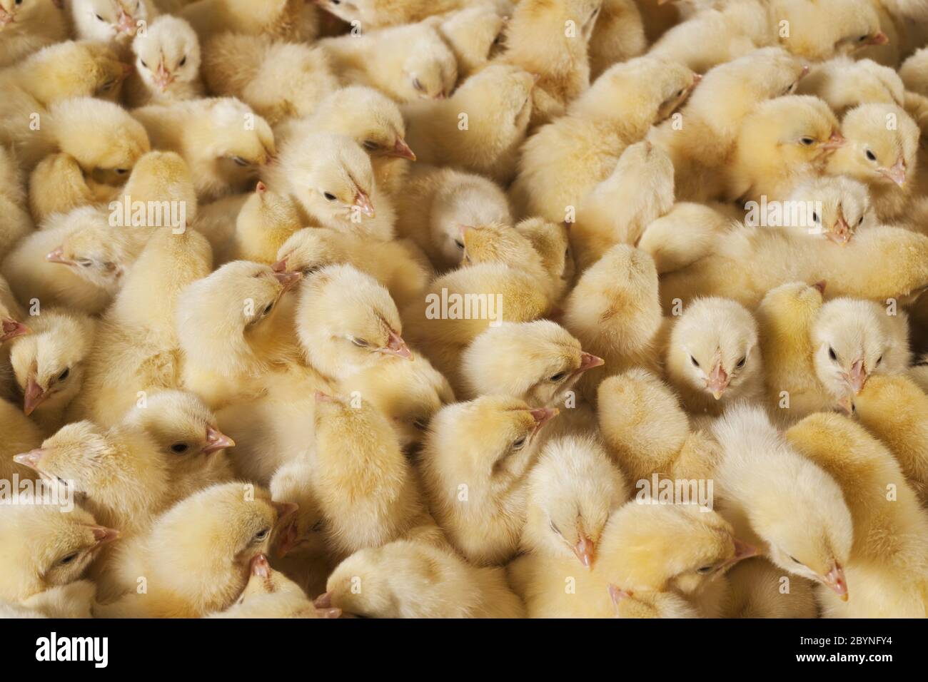 Baby chicken young hi-res stock photography and images - Alamy