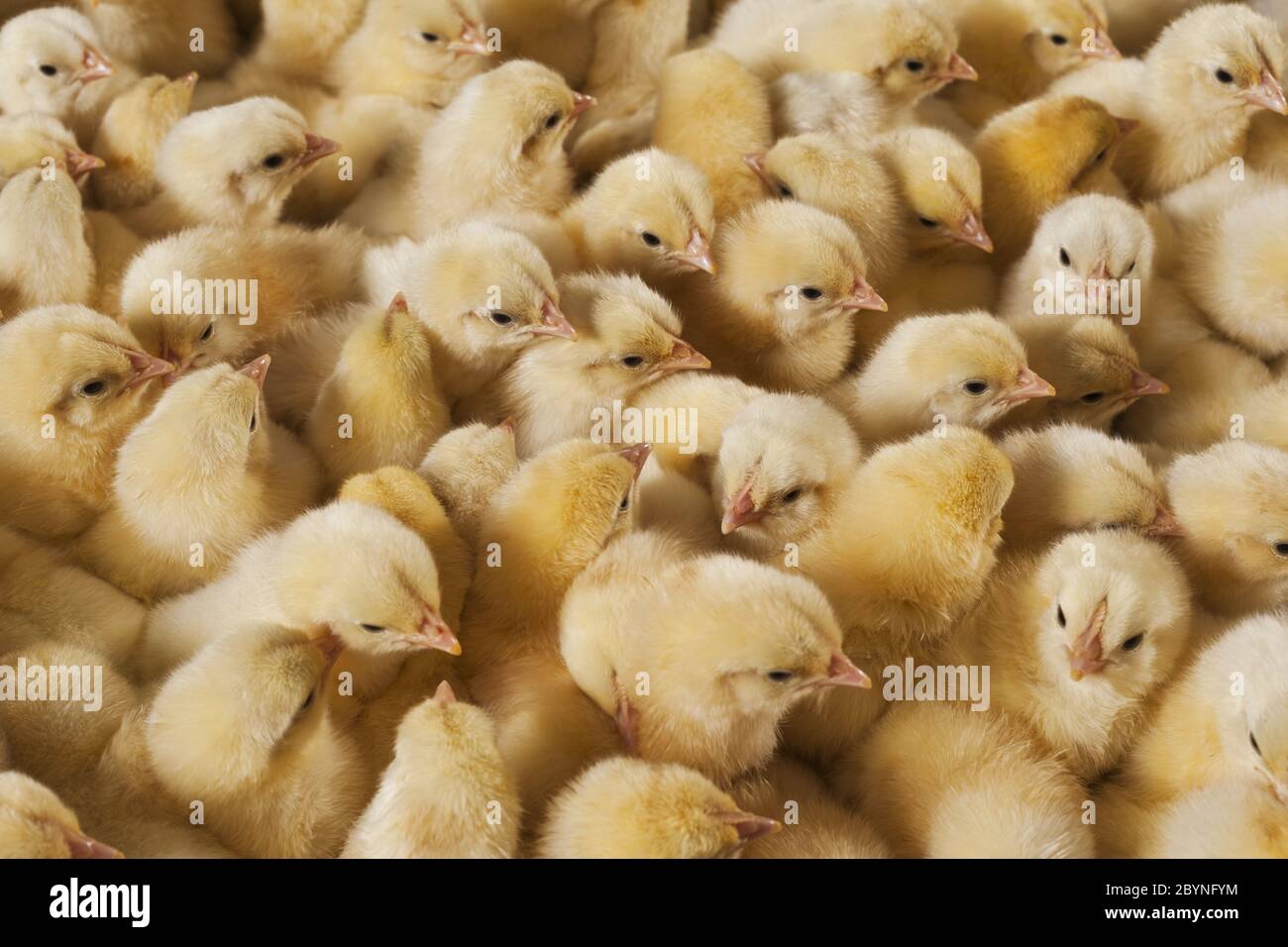 Large group of baby chicks on chicken farm Stock Photo - Alamy