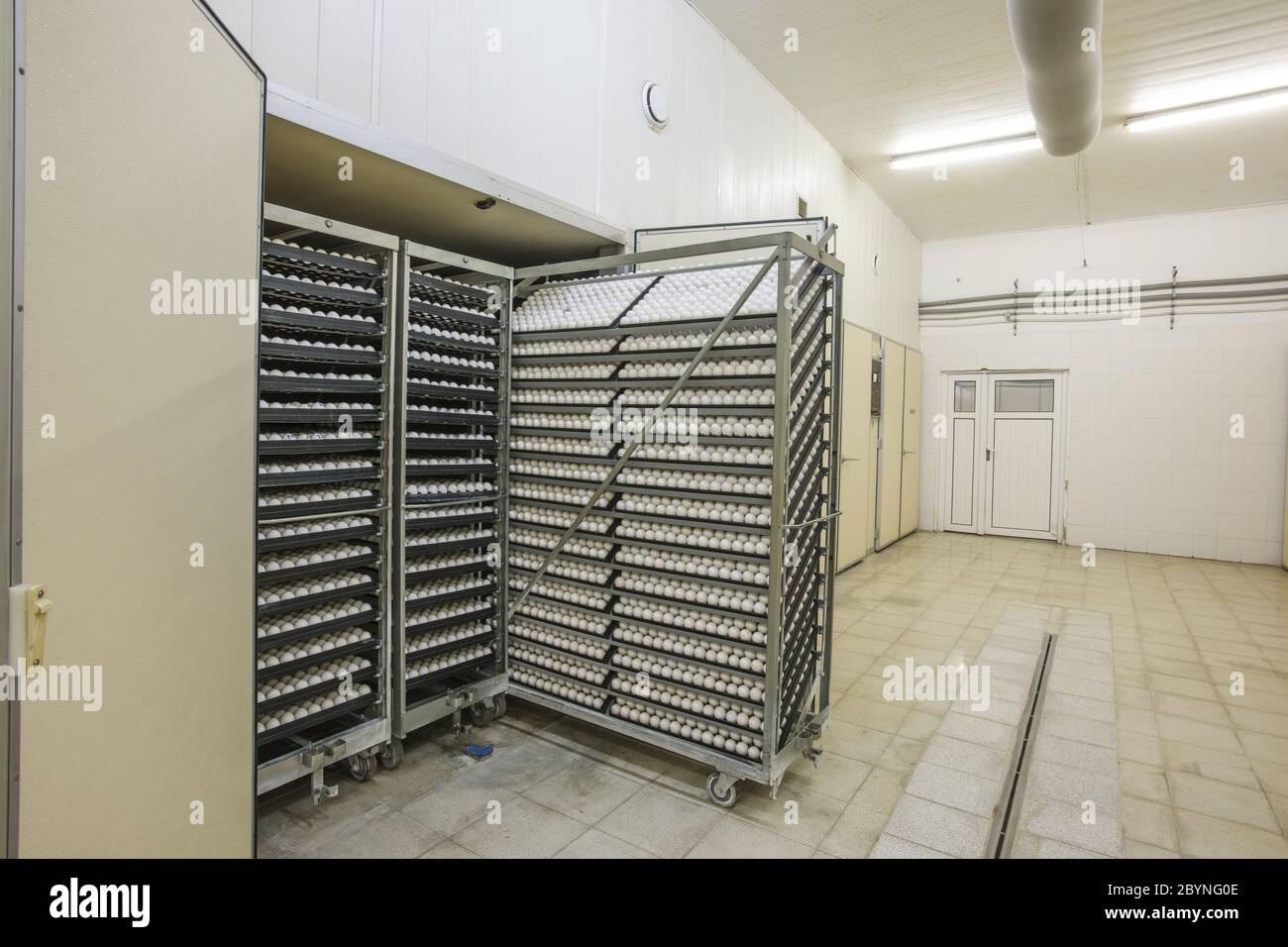 Chicken hatchery hi-res stock photography and images - Alamy