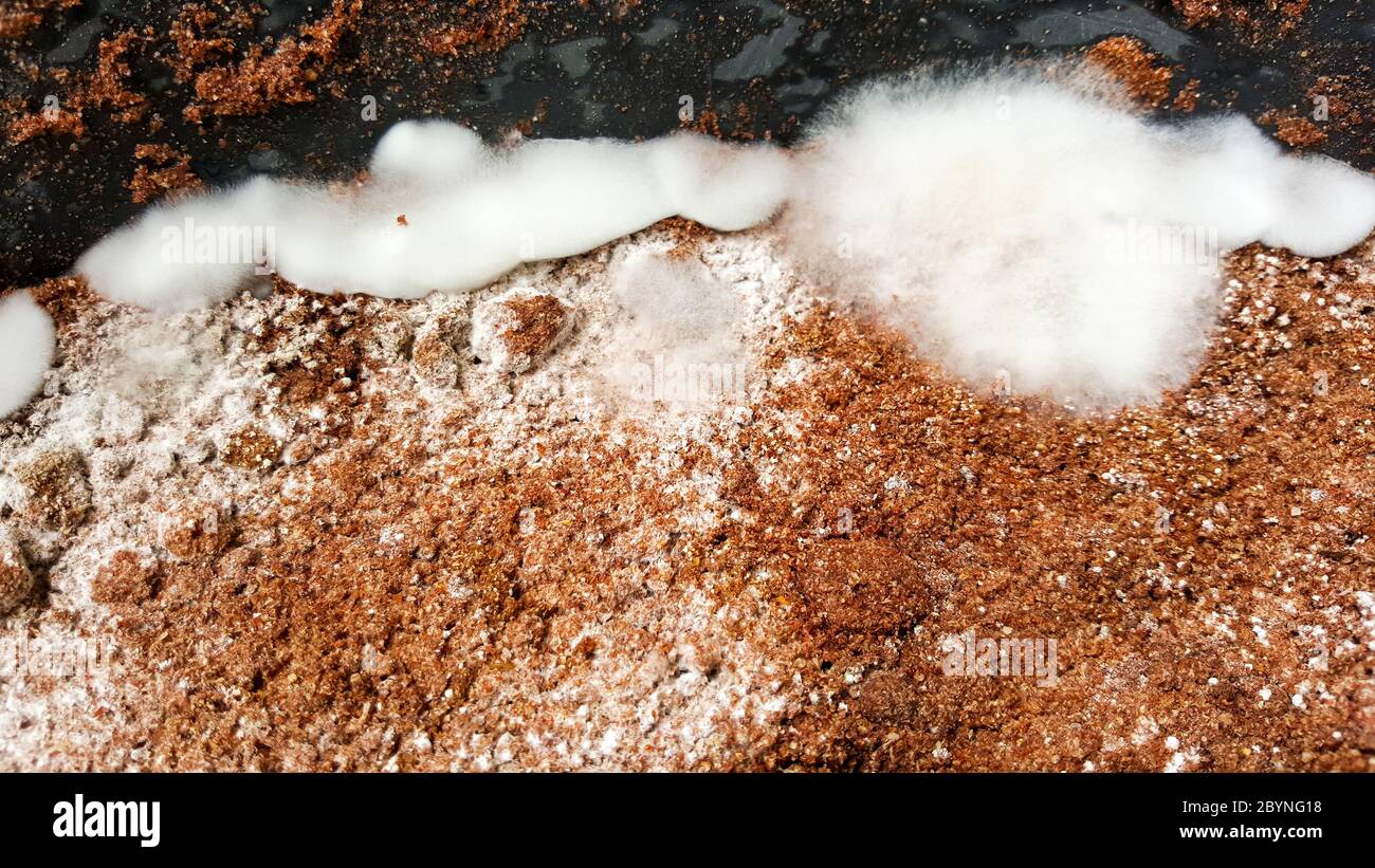 Rice fungal disease hi-res stock photography and images - Alamy