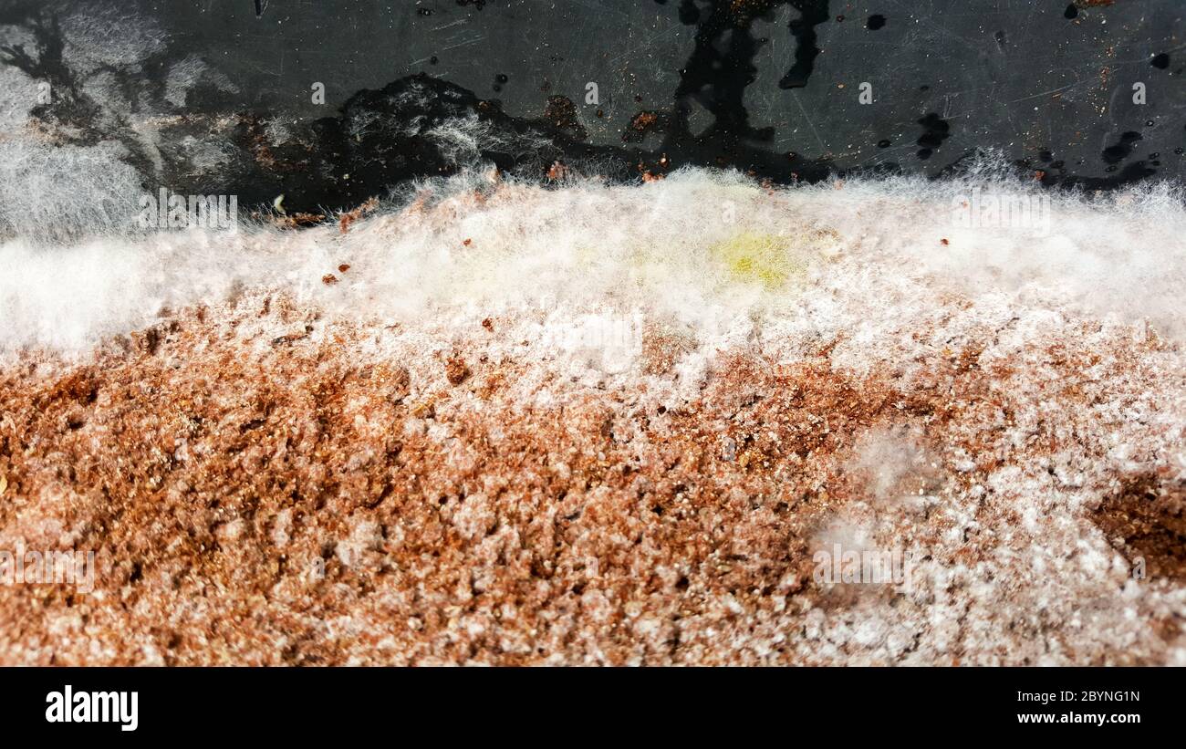 Rice fungal disease hi-res stock photography and images - Alamy