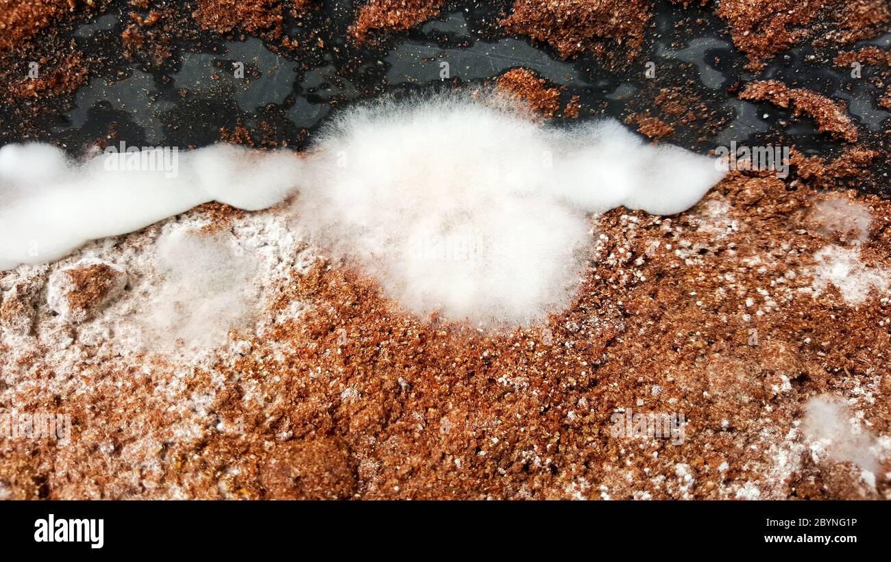 Rice fungal disease hi-res stock photography and images - Alamy