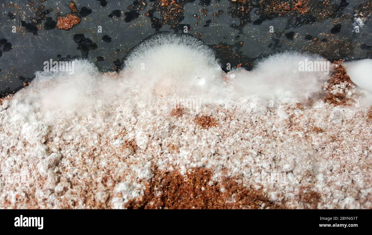 Rice fungal disease hi-res stock photography and images - Alamy