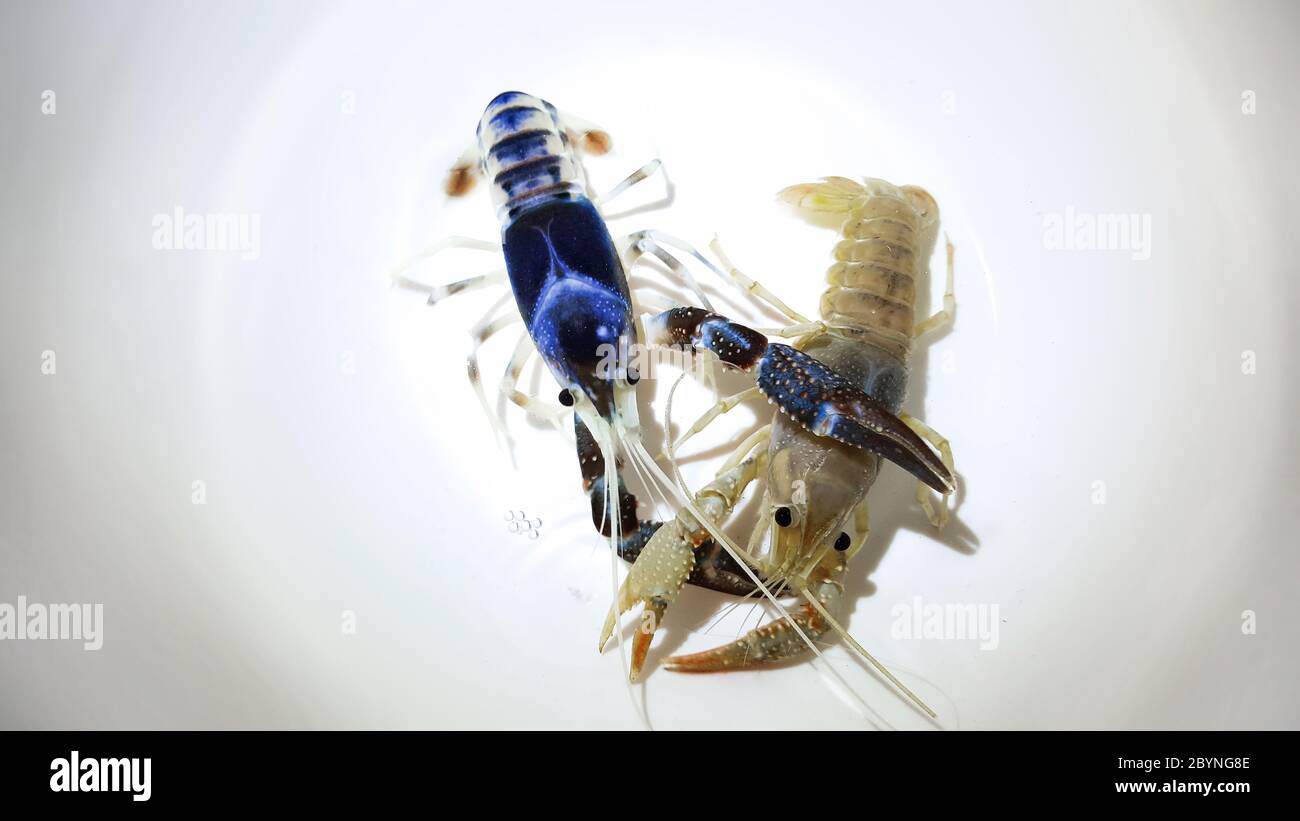 crayfish ghost breeding isolated on white background Stock Photo - Alamy