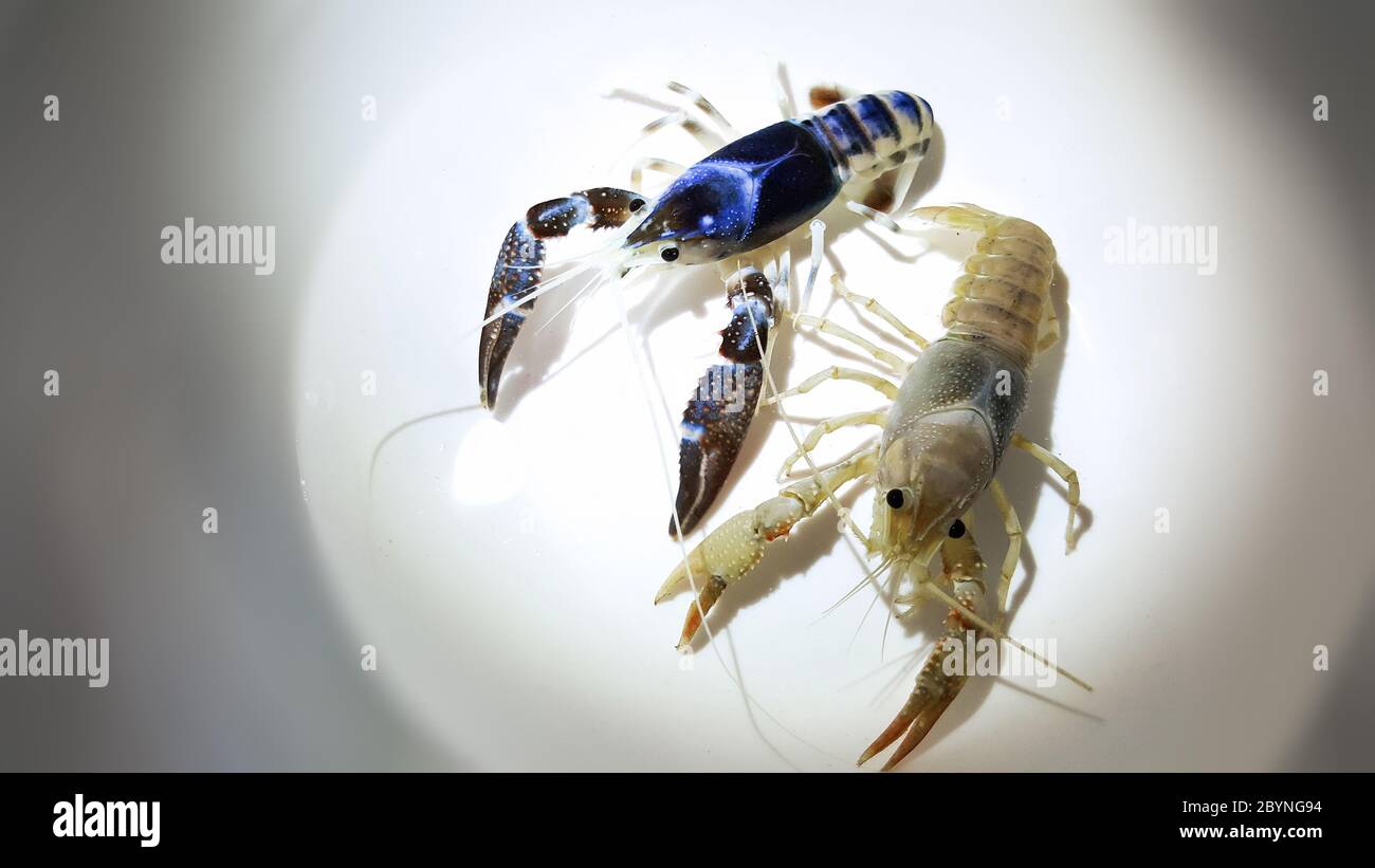 crayfish ghost breeding isolated on white background Stock Photo - Alamy