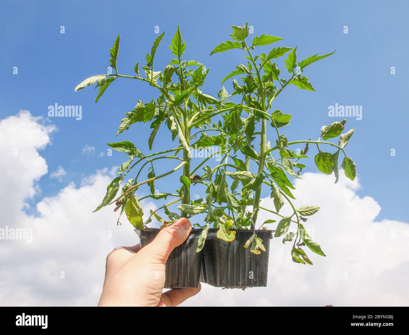Plug tomato plant Stock Photo - Alamy