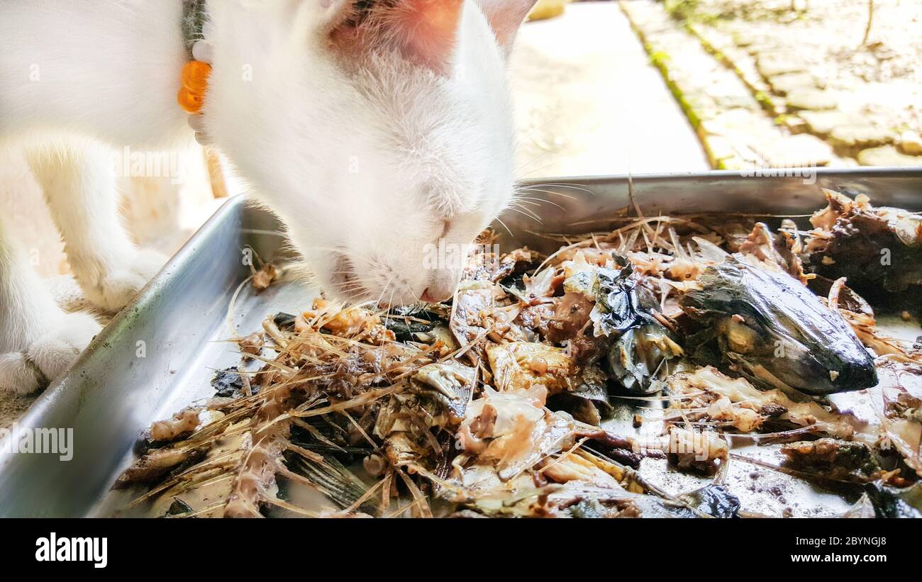 white cat is saba fish bone Stock Photo - Alamy