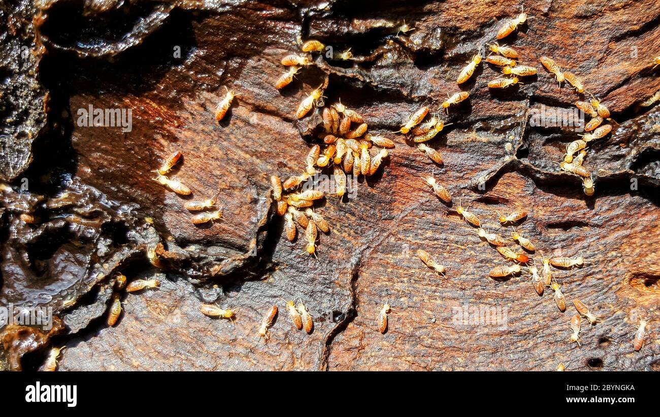 Termites eat wood hi-res stock photography and images - Alamy