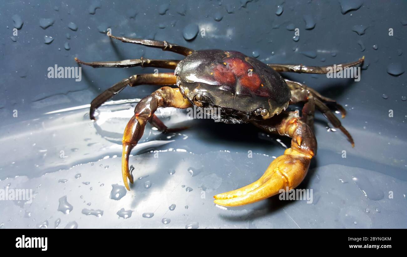 rice field crab in round plastic basin Stock Photo - Alamy