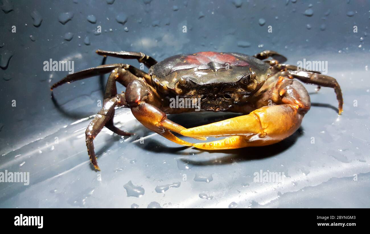 rice field crab in round plastic basin Stock Photo - Alamy