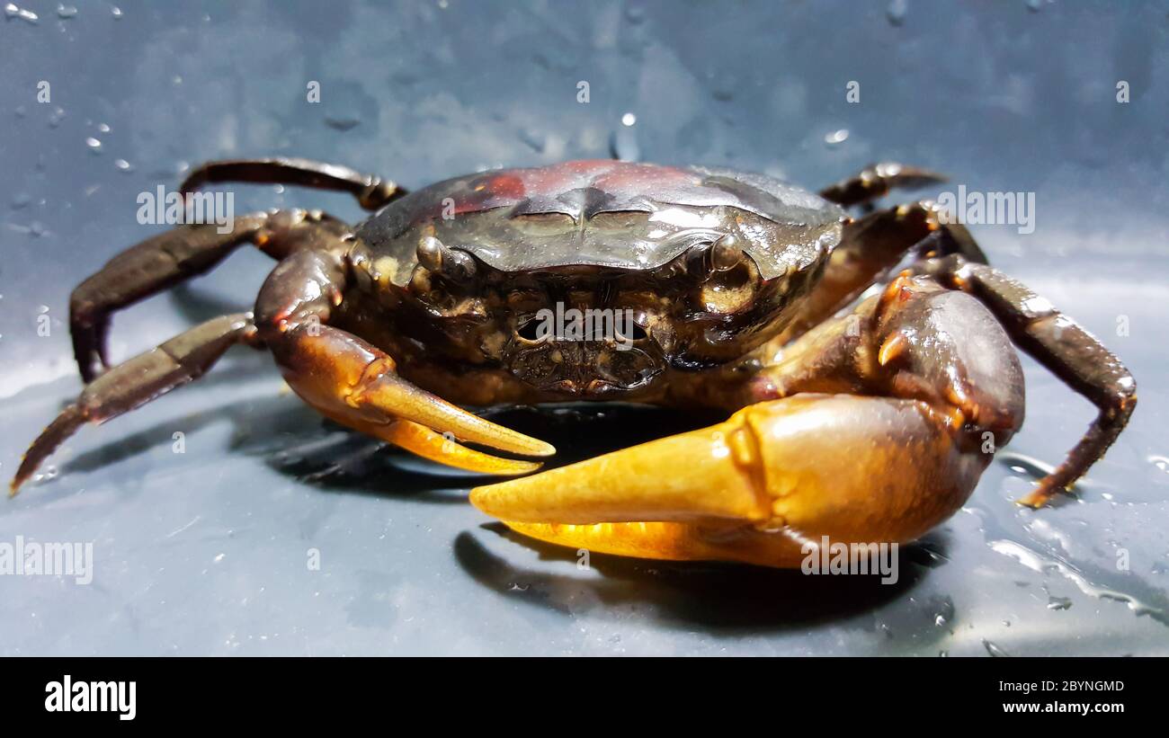 rice field crab in round plastic basin Stock Photo - Alamy