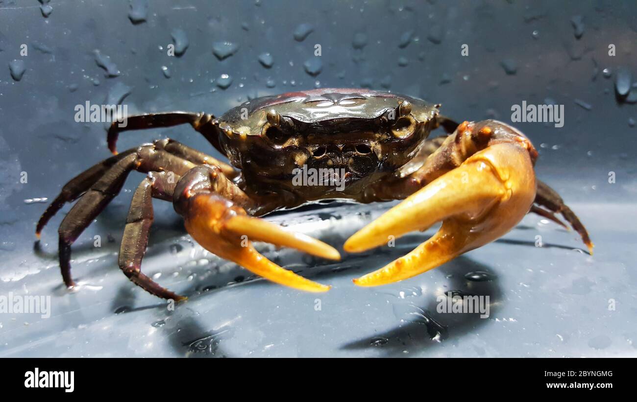 rice field crab in round plastic basin Stock Photo - Alamy
