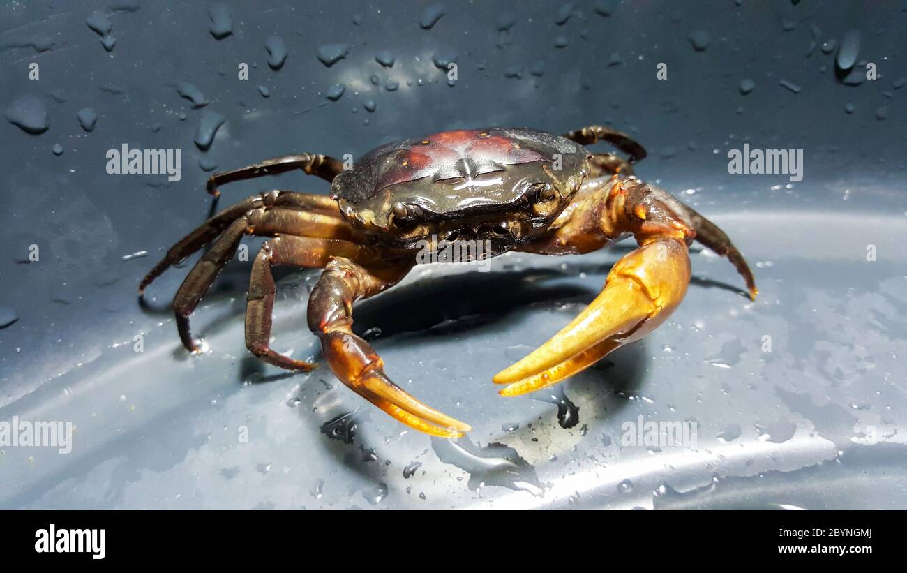 rice field crab in round plastic basin Stock Photo - Alamy
