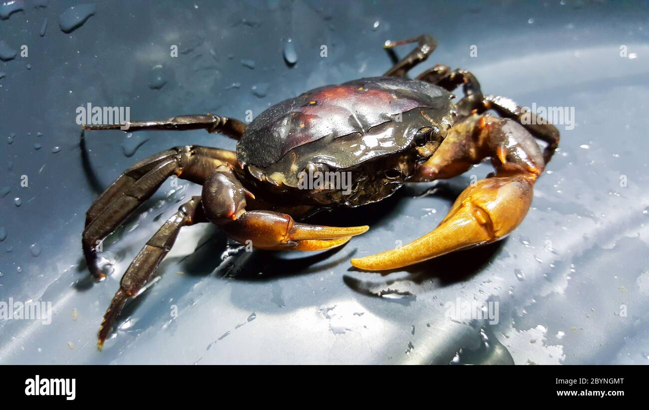 rice field crab in round plastic basin Stock Photo - Alamy