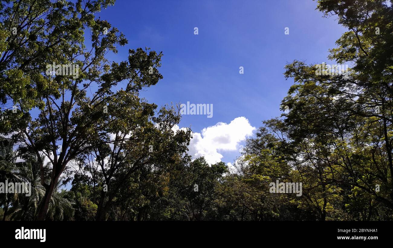 Closeup trees sky background hi-res stock photography and images - Alamy
