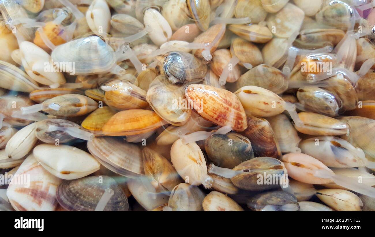 Wedge shell donax vittatus hi-res stock photography and images - Alamy