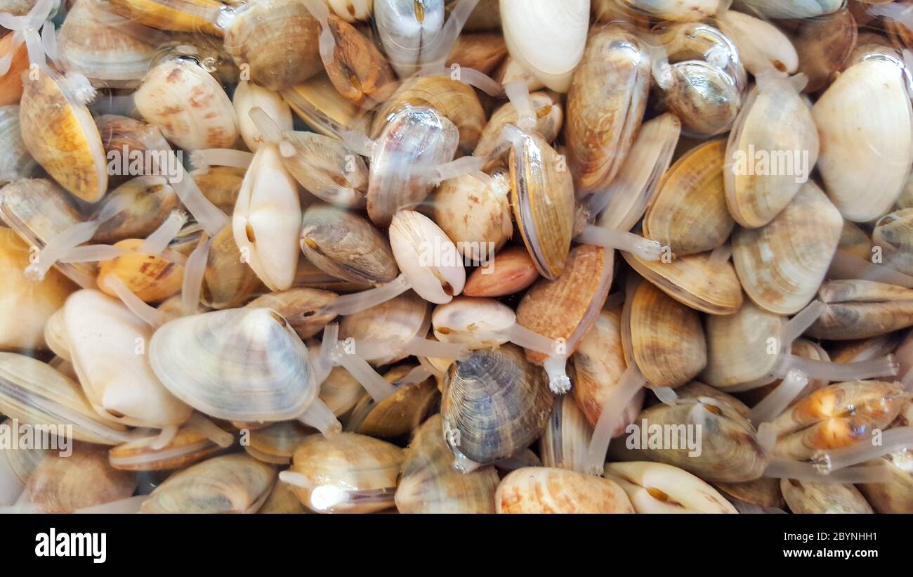 Wedge shell hi-res stock photography and images - Alamy