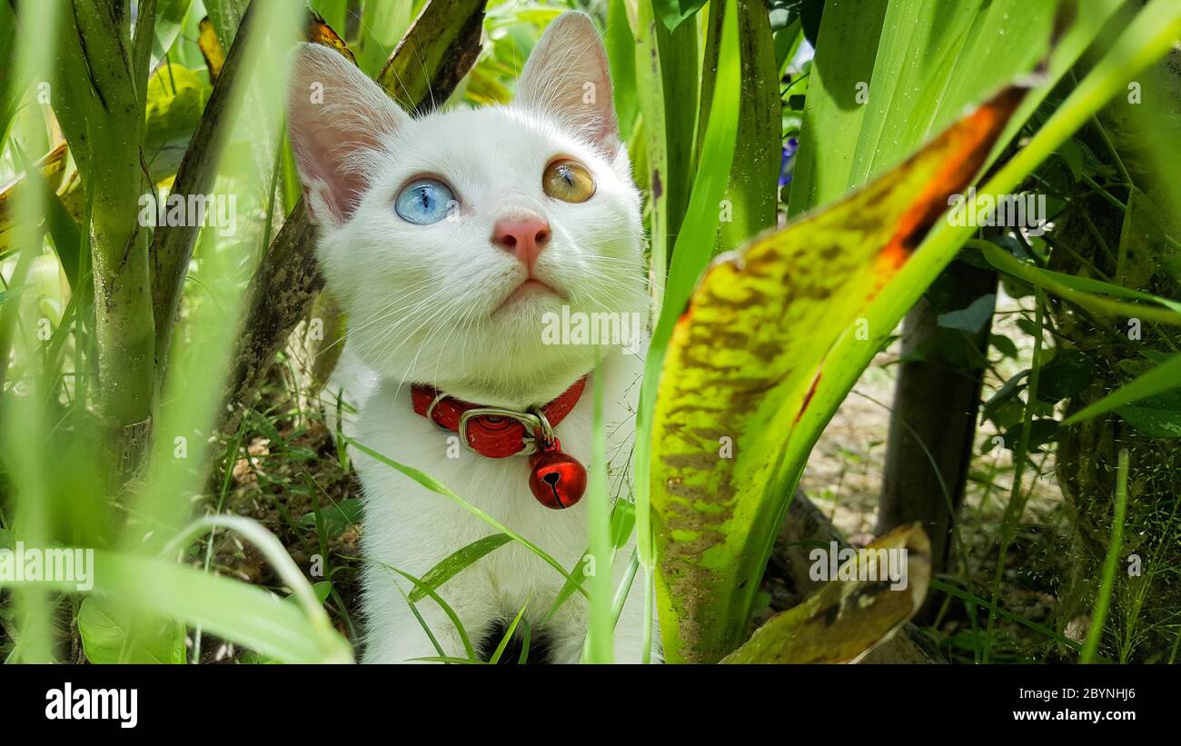 cat with two color eyes blue and yellow in brushwood Stock Photo - Alamy