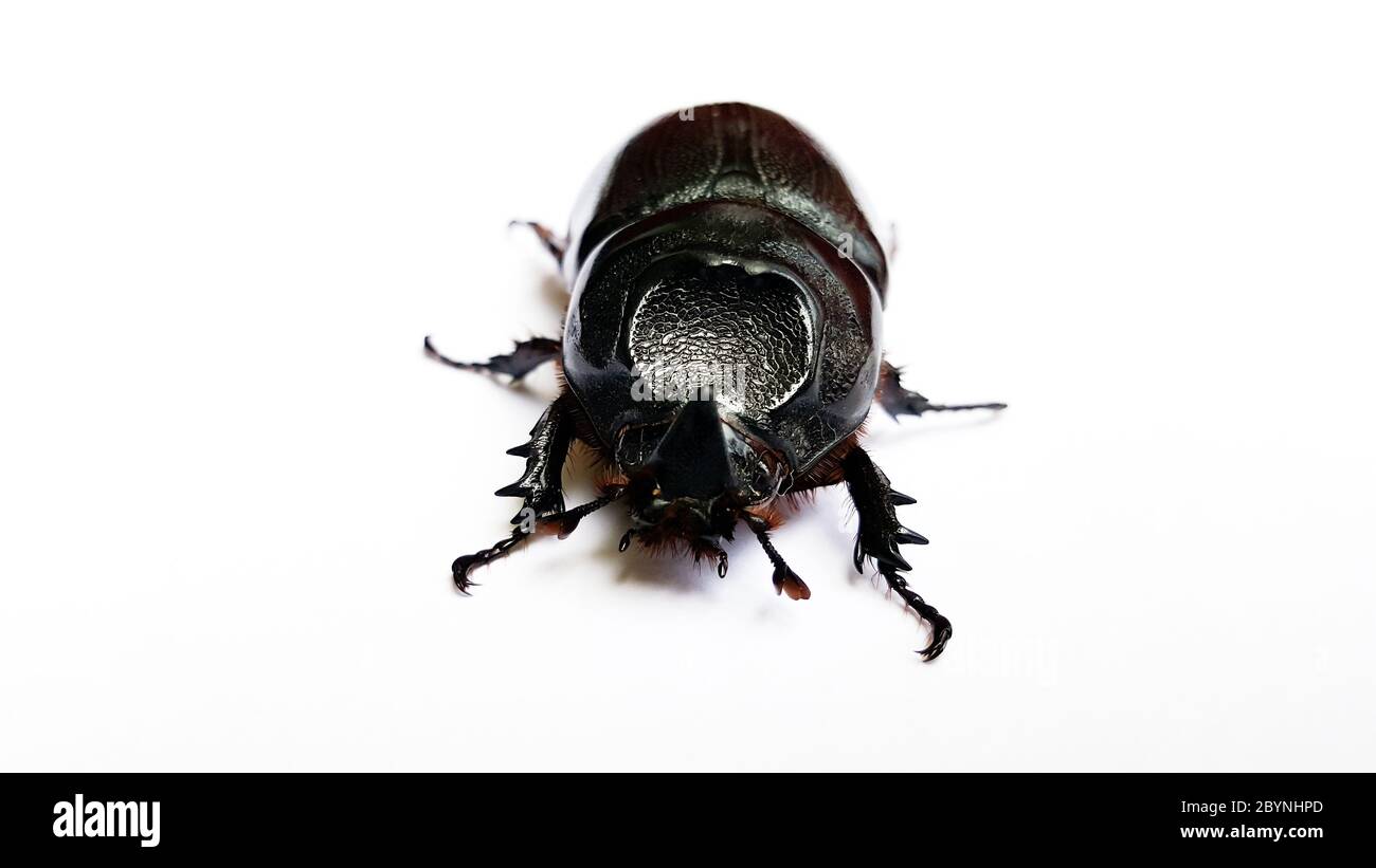 beetle isolated on white background Stock Photo - Alamy