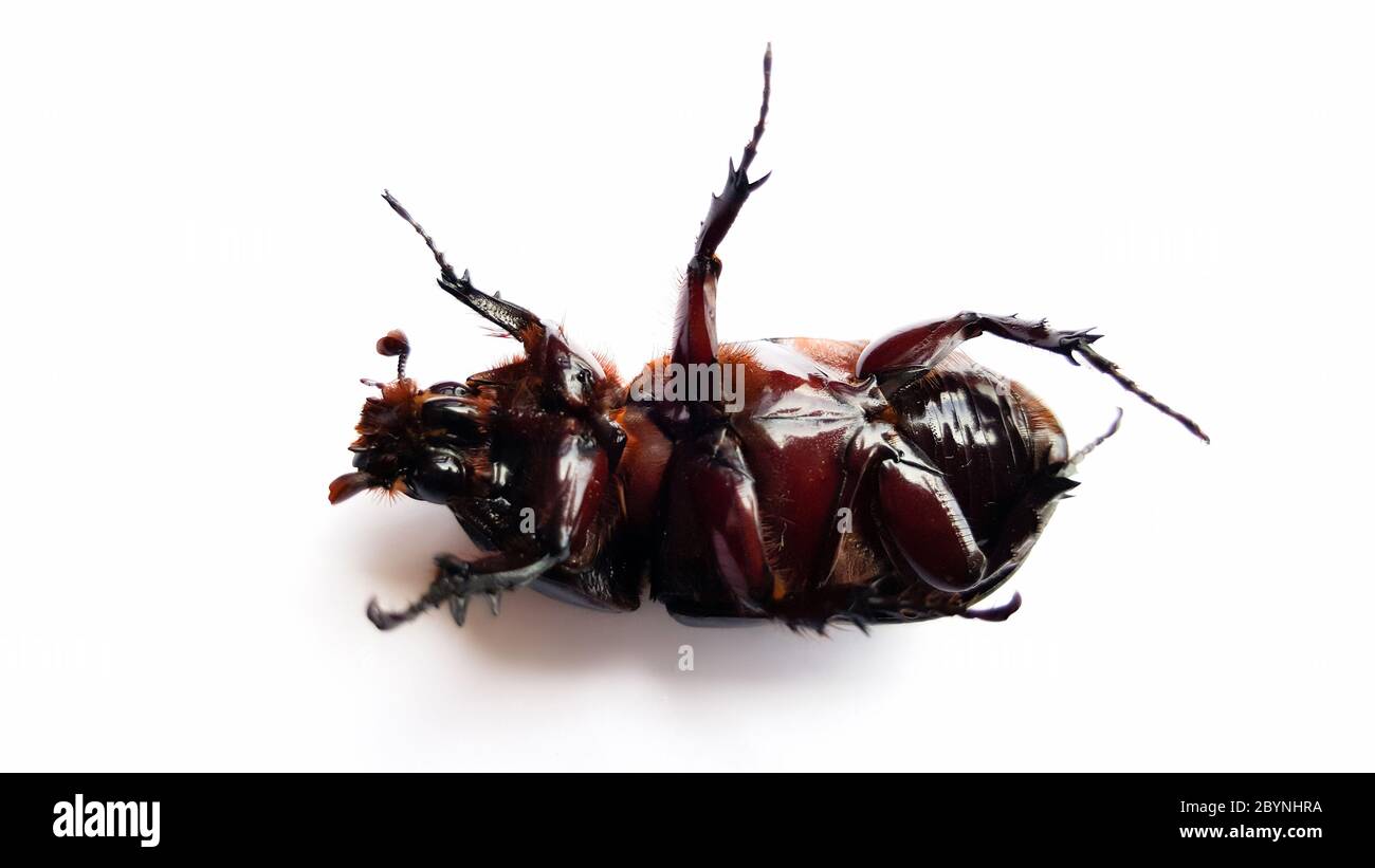beetle isolated on white background Stock Photo - Alamy
