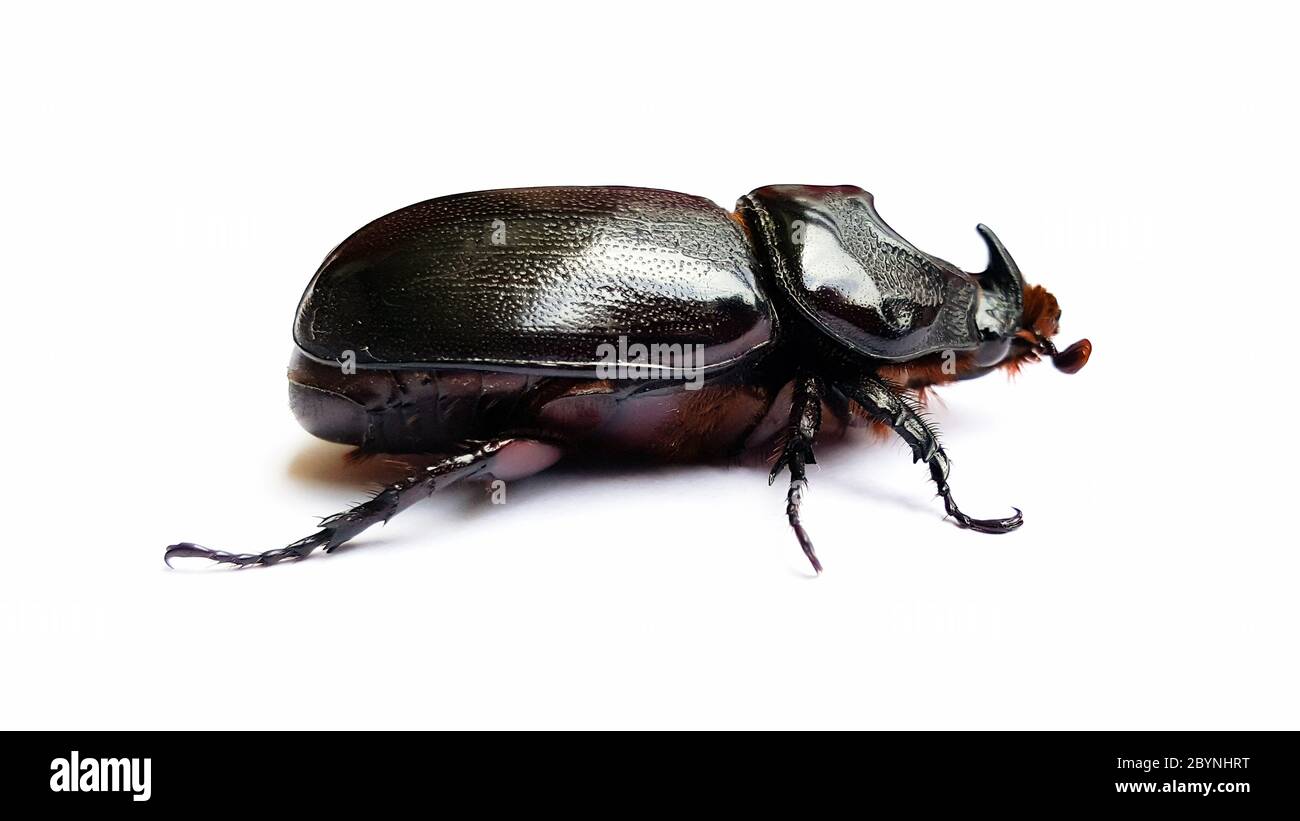 beetle isolated on white background Stock Photo - Alamy