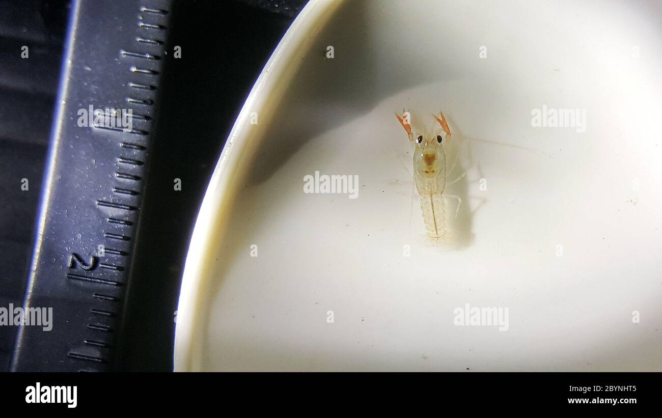 baby cherax destructor in spoon Stock Photo - Alamy