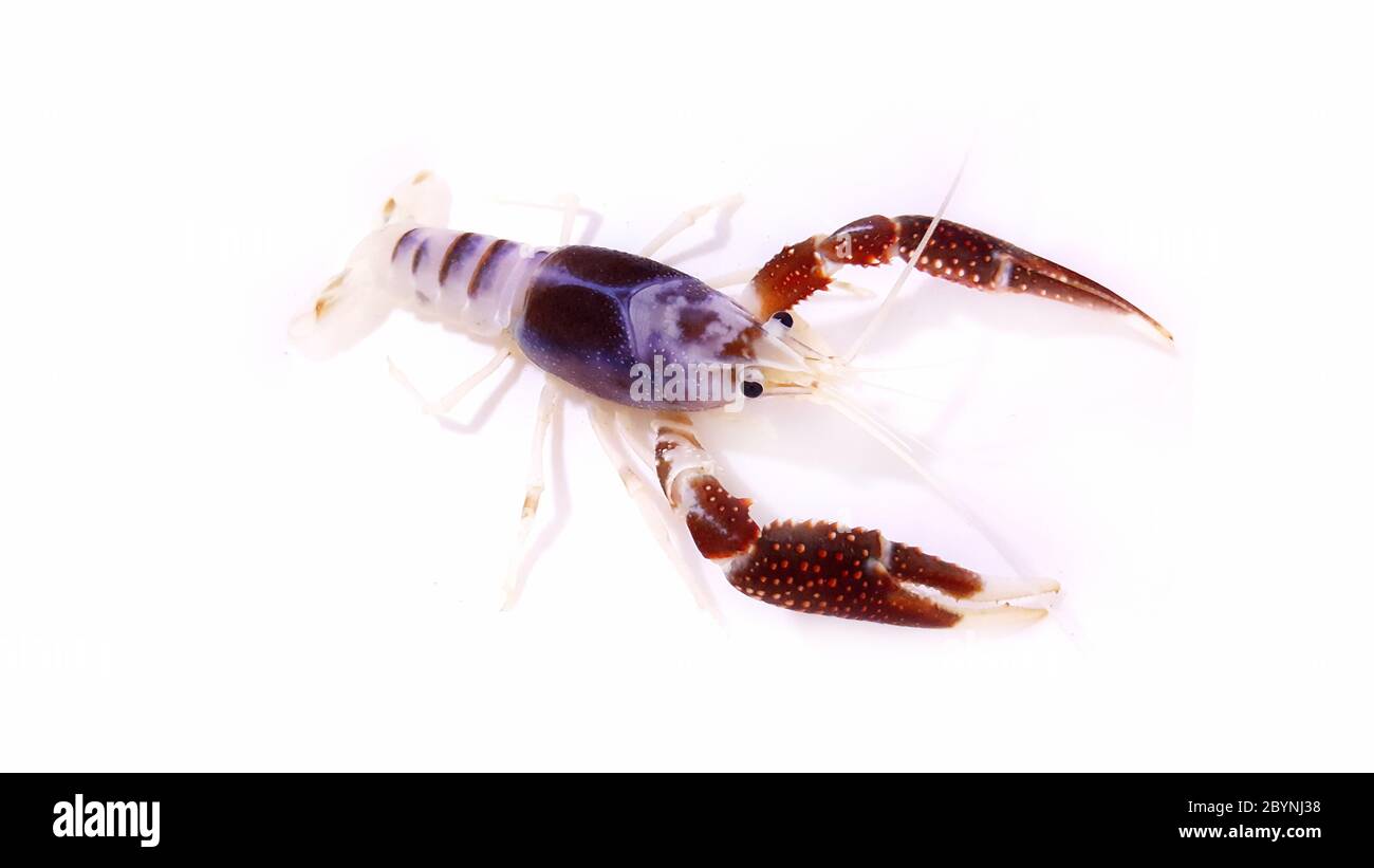 Mountain ghost Cut Out Stock Images & Pictures - Alamy