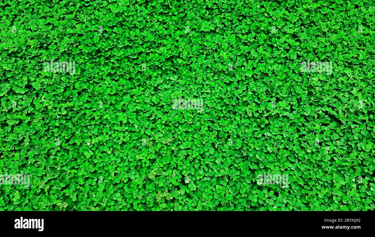 green grass nature background, desmodium triflorum Stock Photo - Alamy