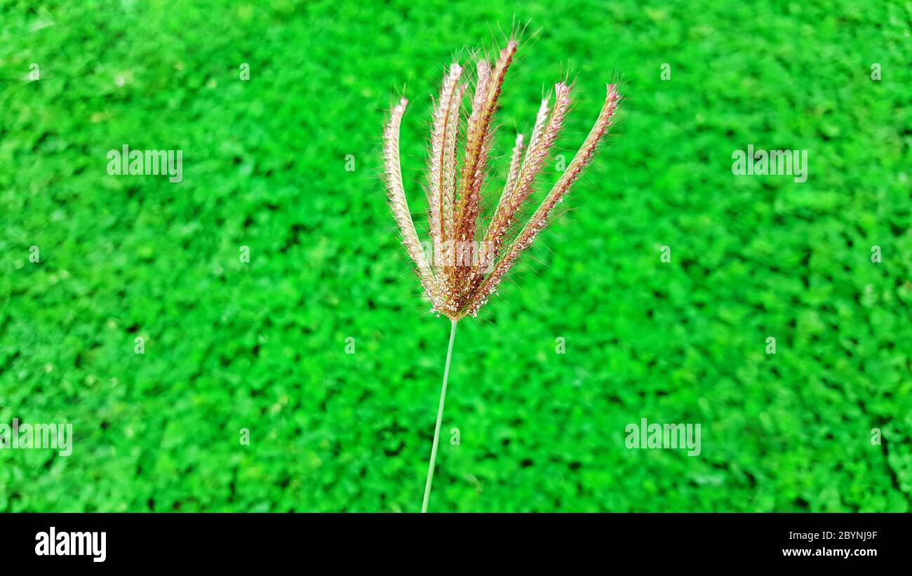 green grass nature background, desmodium triflorum Stock Photo - Alamy