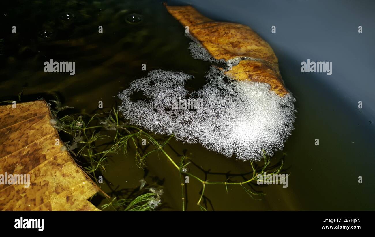 breeding thailand betta and eggs, siamese fighting fish Stock Photo - Alamy