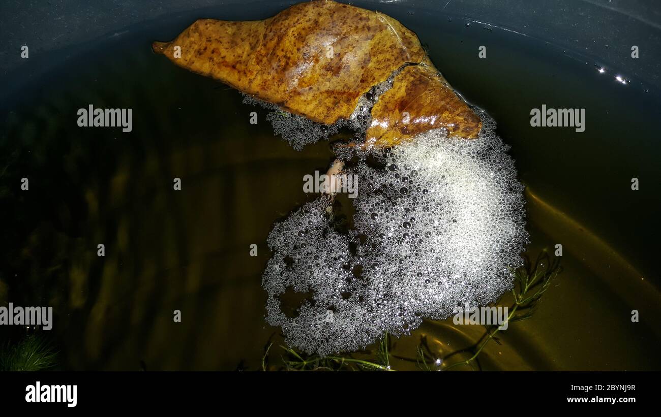 breeding thailand betta and eggs, siamese fighting fish Stock Photo - Alamy