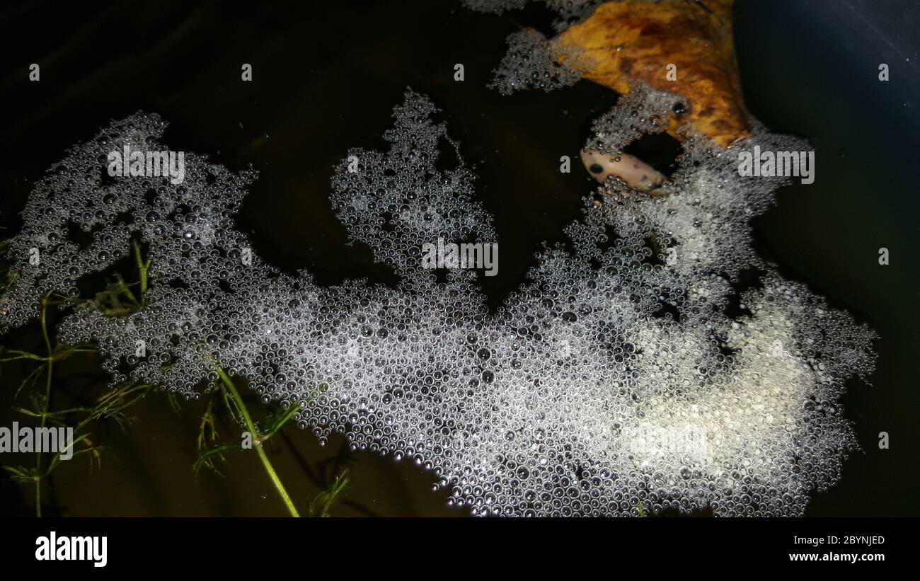 breeding thailand betta and eggs, siamese fighting fish Stock Photo - Alamy