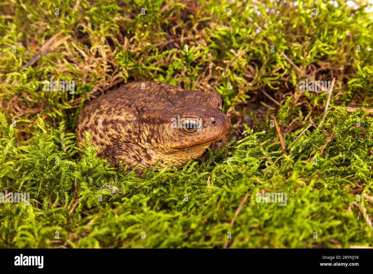 Toad is sitting on moss Stock Photo - Alamy