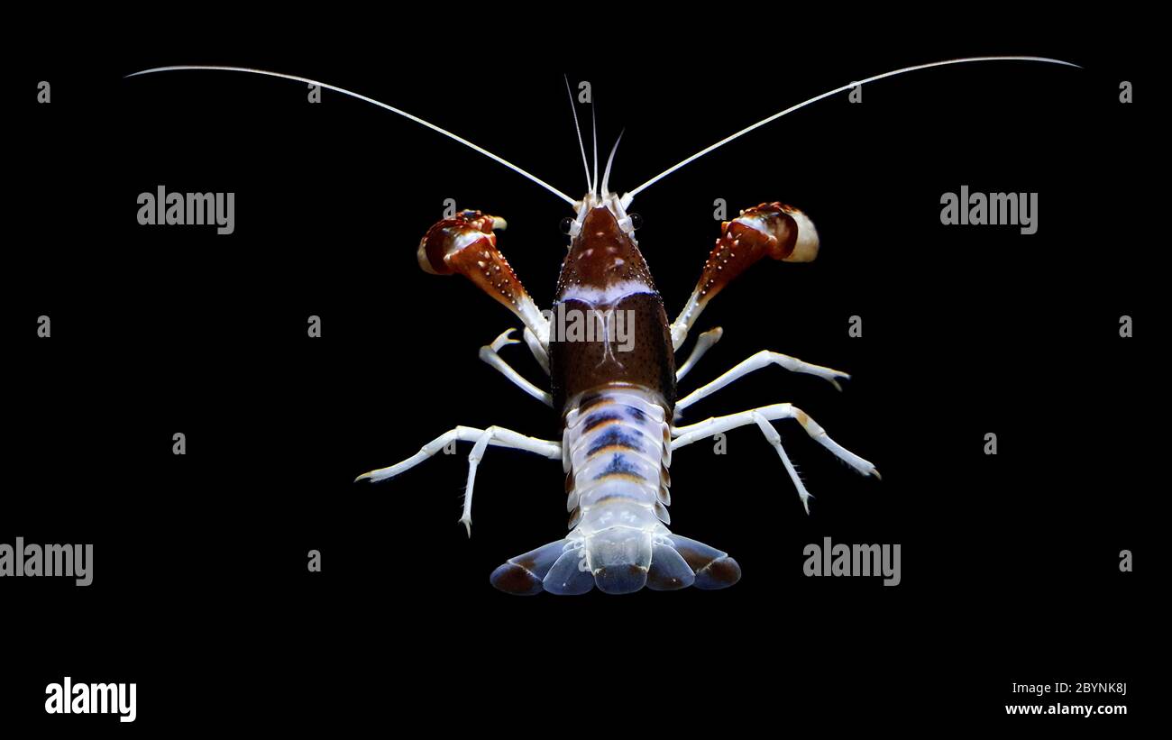 Procambarus Clarkii Ghost