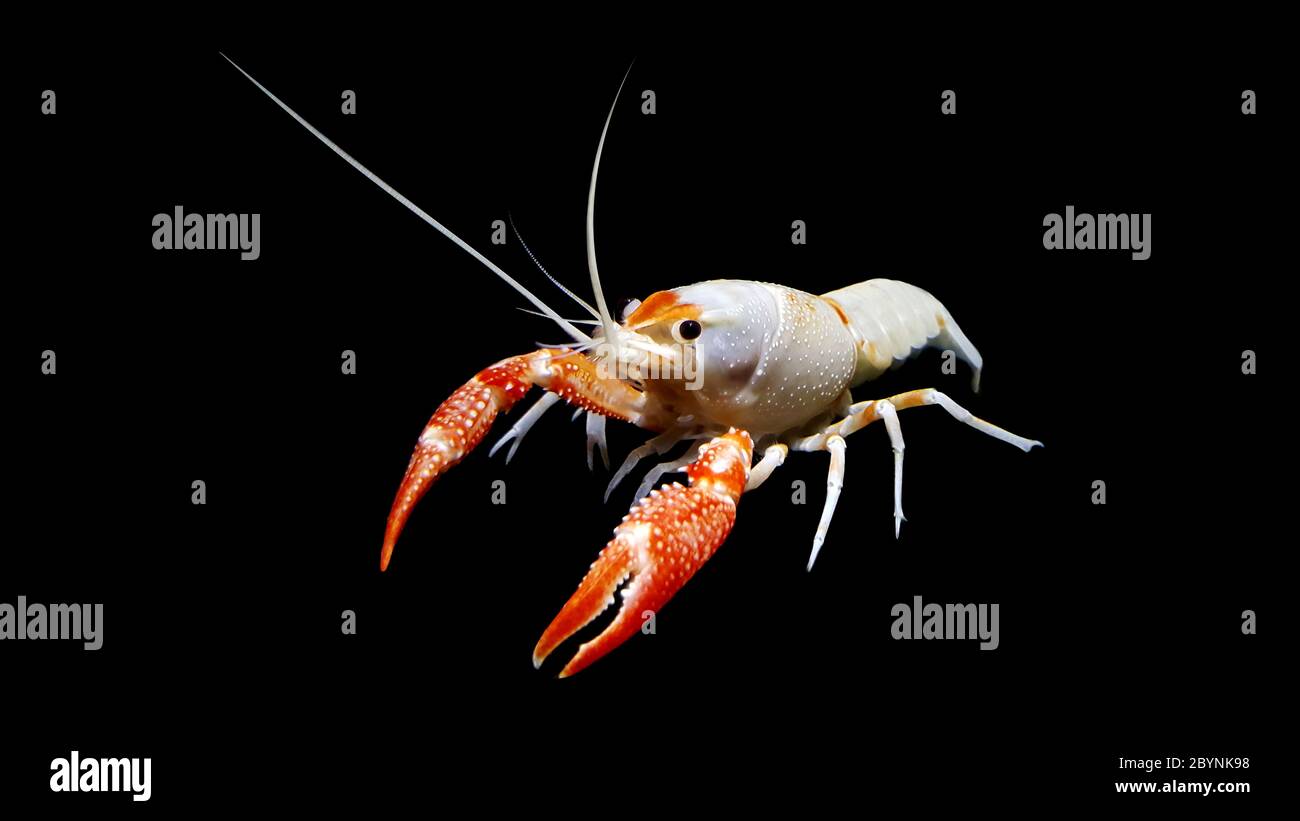 crayfish procambarus clarkii ghost, raising freshwater aquarium lobster ...