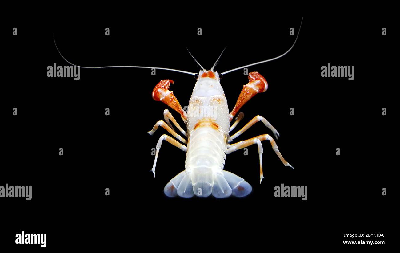 crayfish procambarus clarkii ghost, raising freshwater aquarium lobster ...