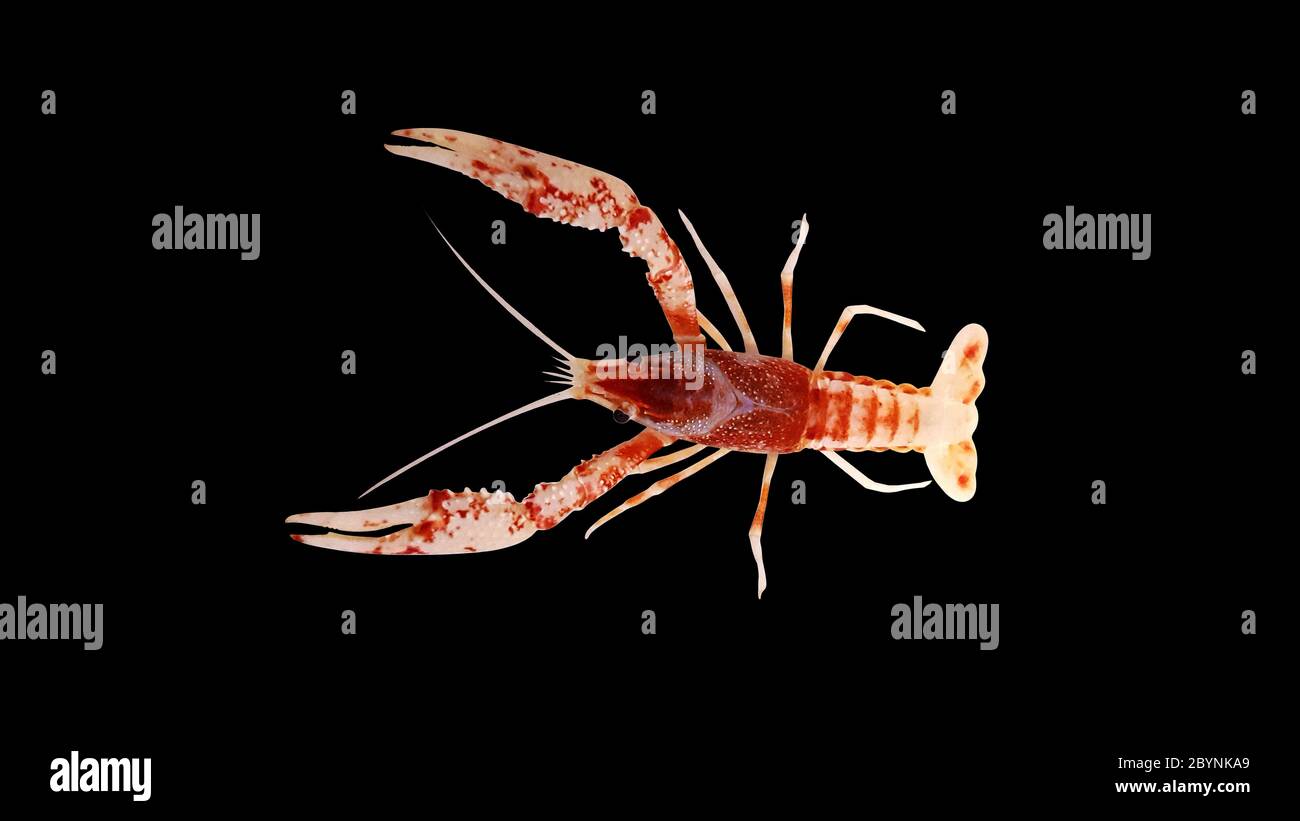 crayfish procambarus clarkii ghost, raising freshwater aquarium lobster ...