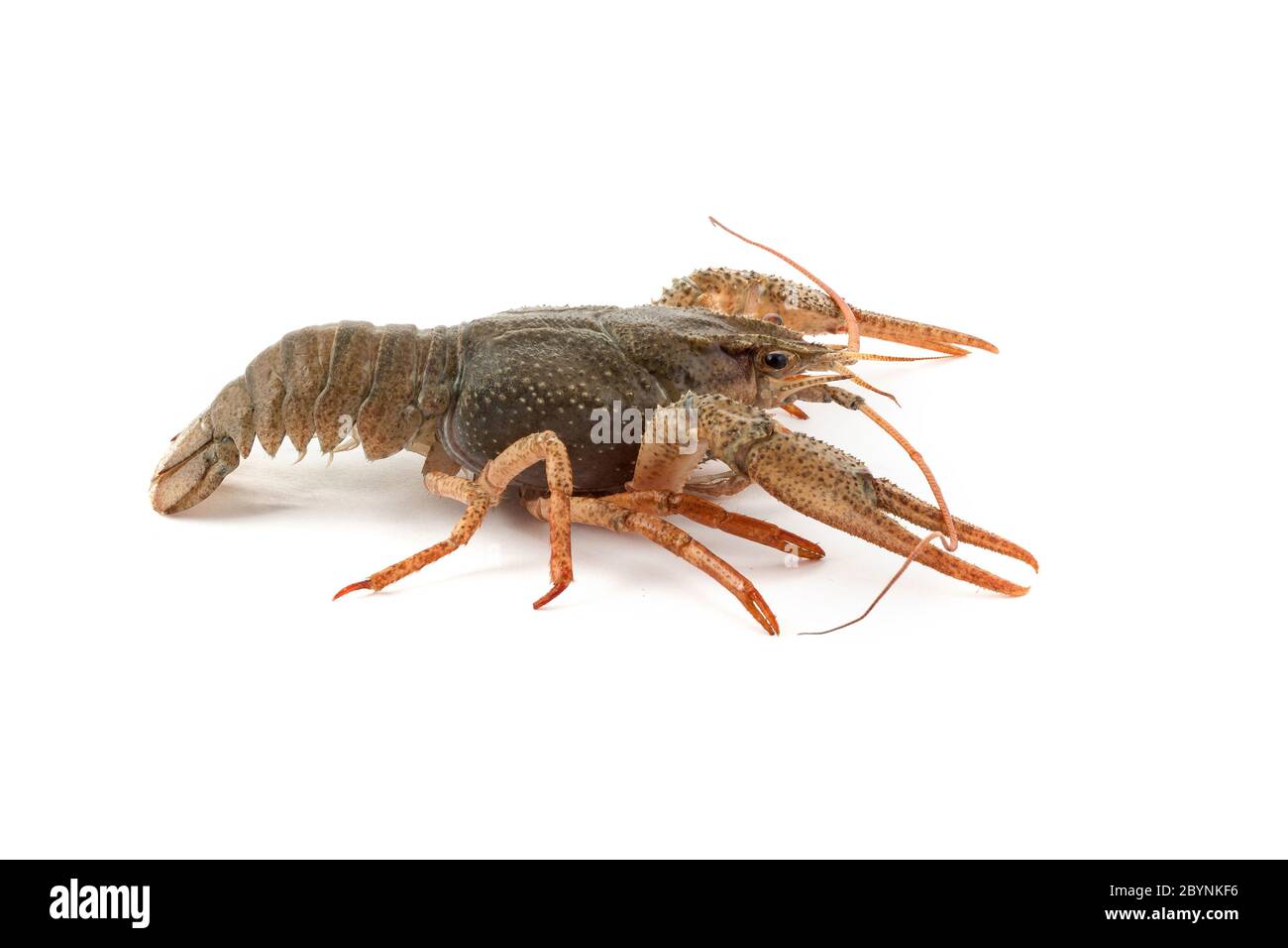 River raw crayfish Stock Photo - Alamy