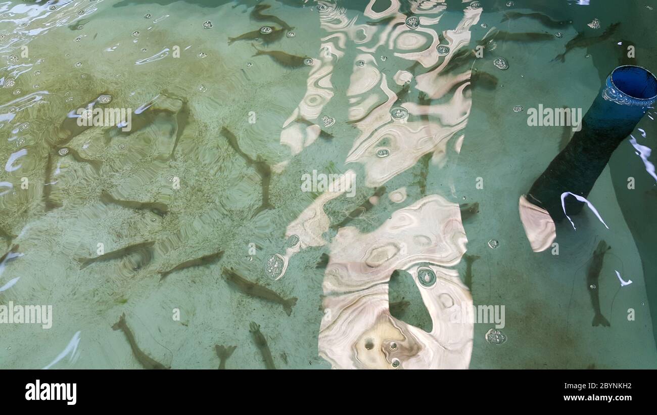 Shrimp hatchery hi-res stock photography and images - Alamy