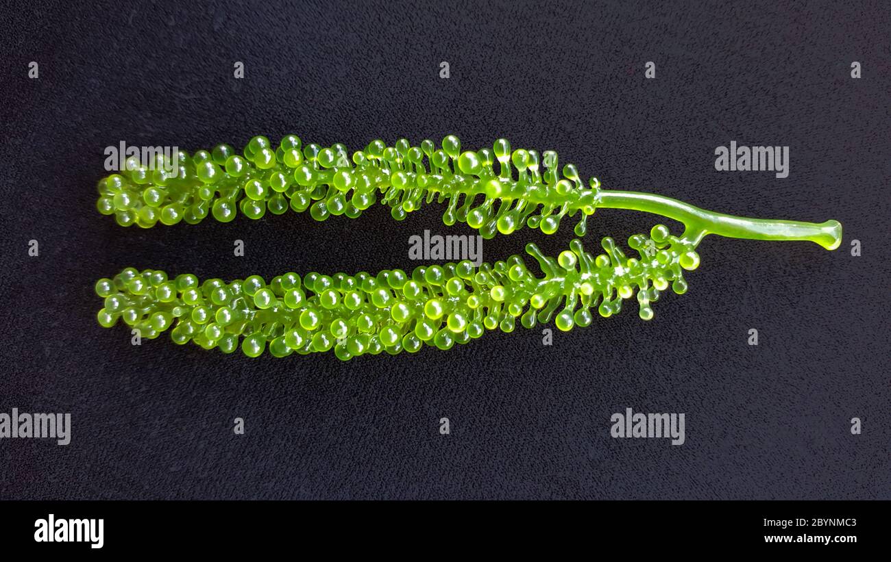 Caulerpa Lentillifera High Resolution Stock Photography and Images - Alamy