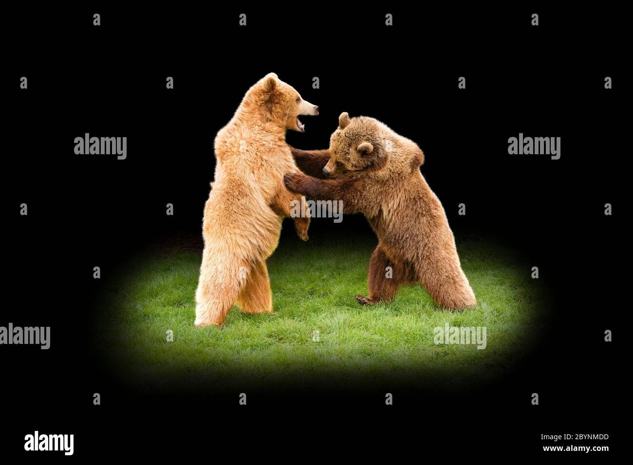 Eurasian brown bear (Ursus arctos arctos) Two Bears Standing Stock ...